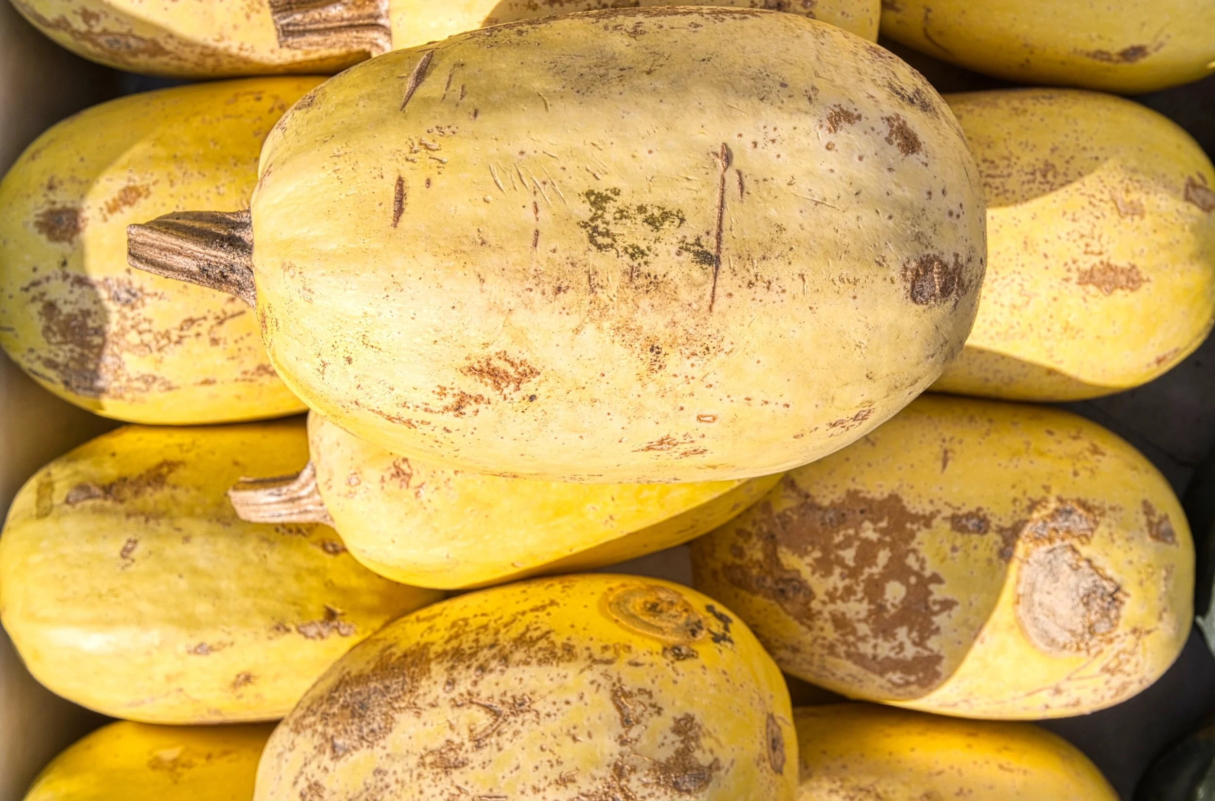 How To Grow Squash In The Garden: Everything You Need To Know [Guide]
