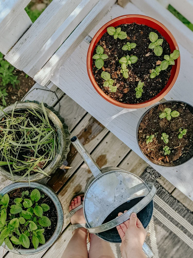 No More Over or Under Watered Plants: A Comprehensive Guide to Watering ...