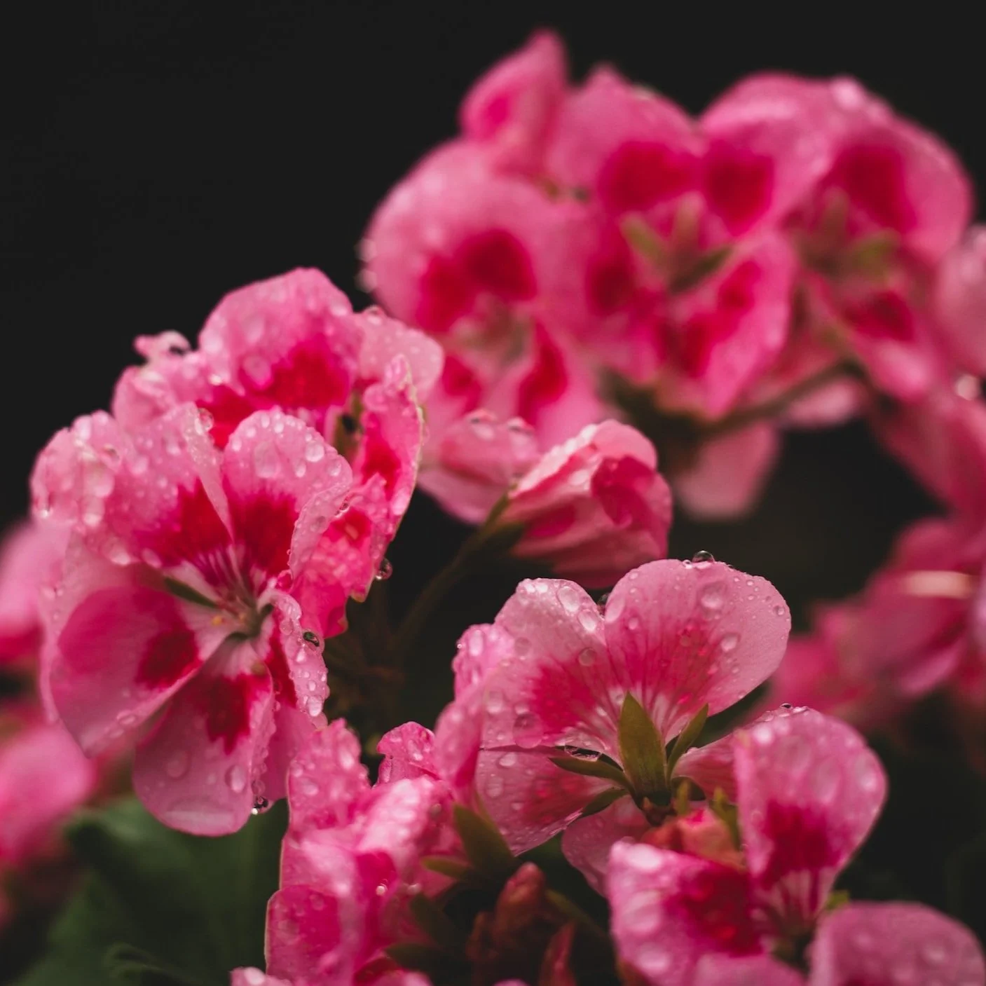 10 Perennial Plants That Will Thrive in Your Shady Garden