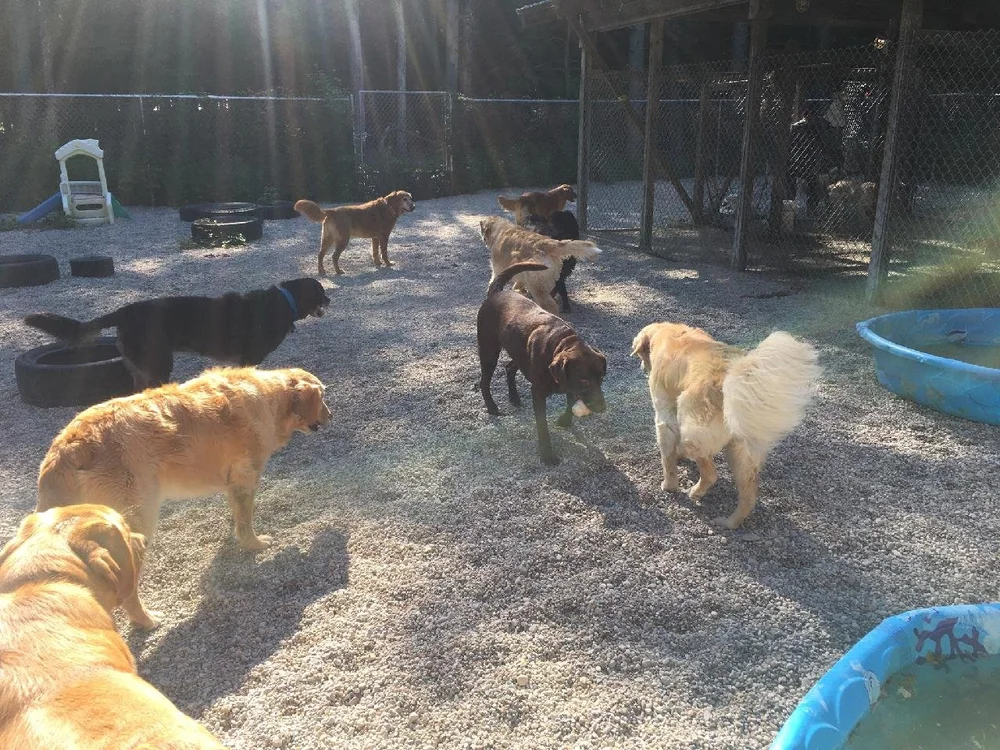 Daycare — Golden Acre Kennels- Dog Boarding Facility