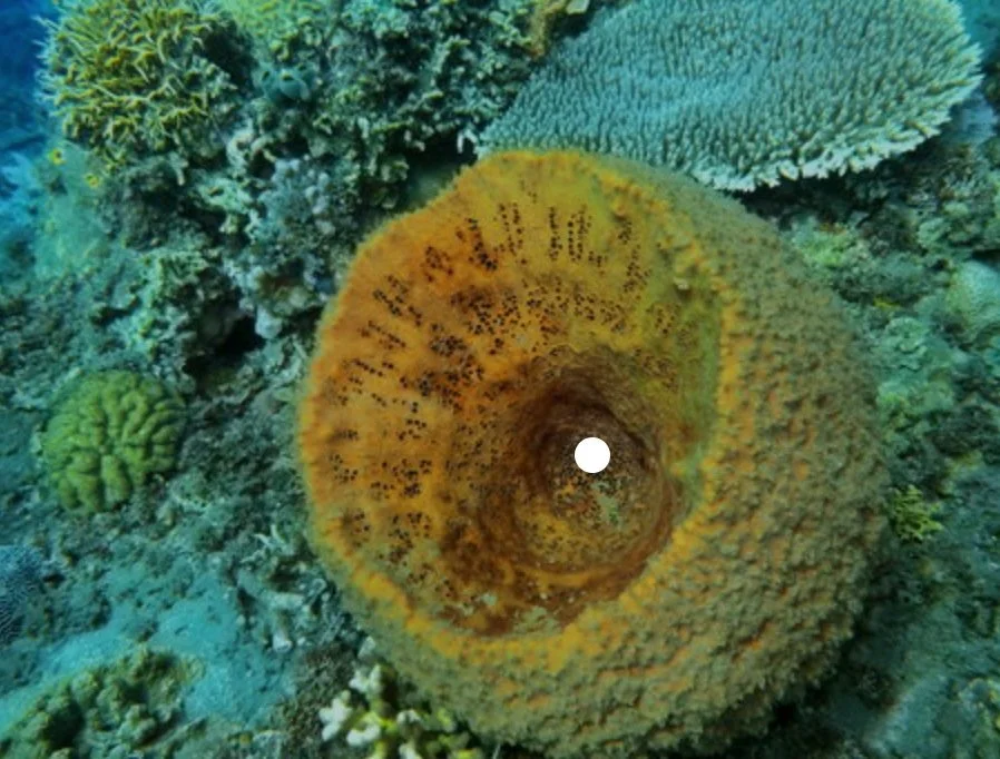 Key West Snorkeling | Salty Soul Charters