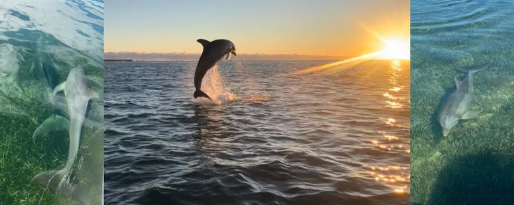 Dolphin Tour Key West | Salty Soul Charters