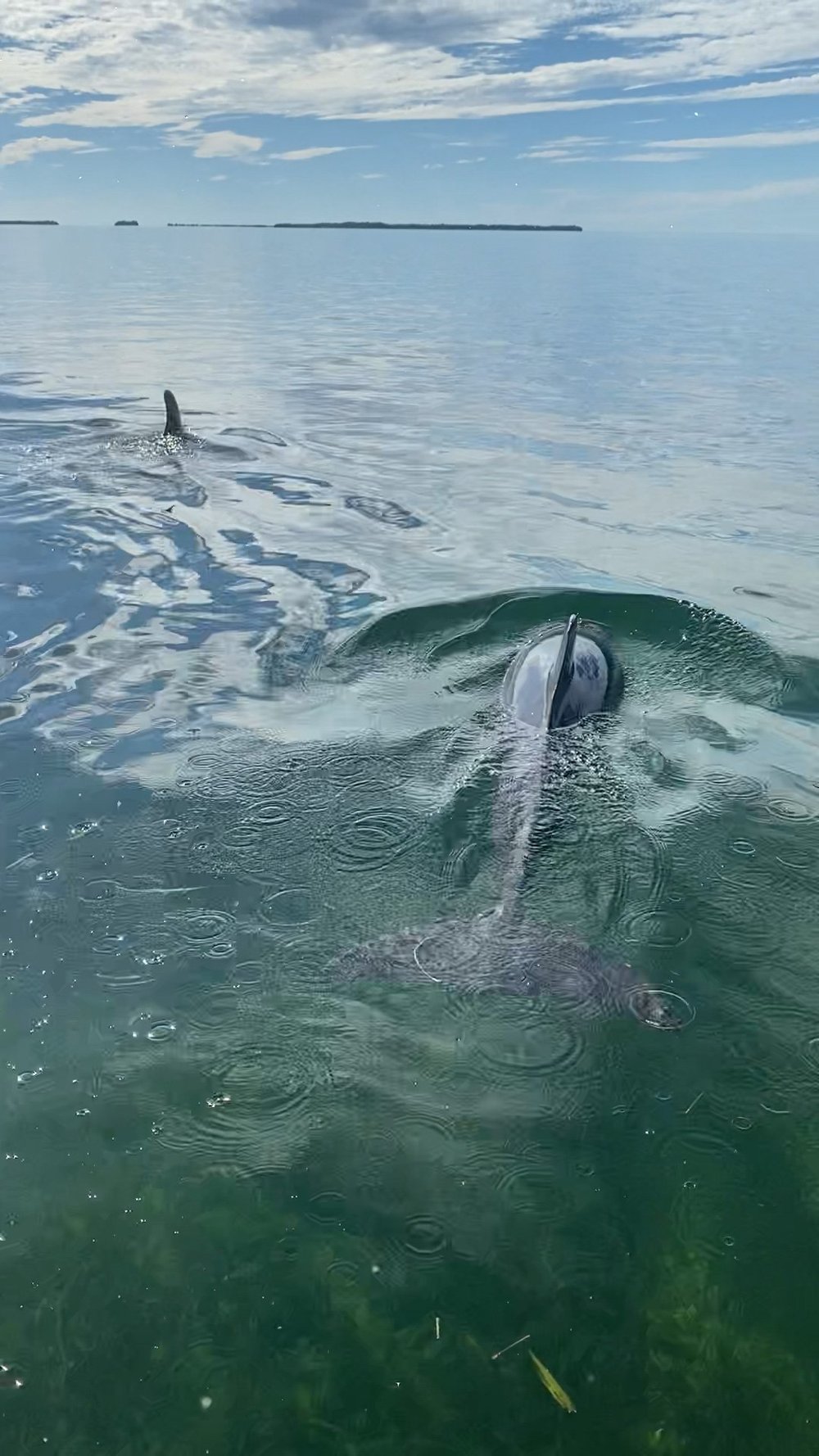 Dolphin Tour Key West | Salty Soul Charters