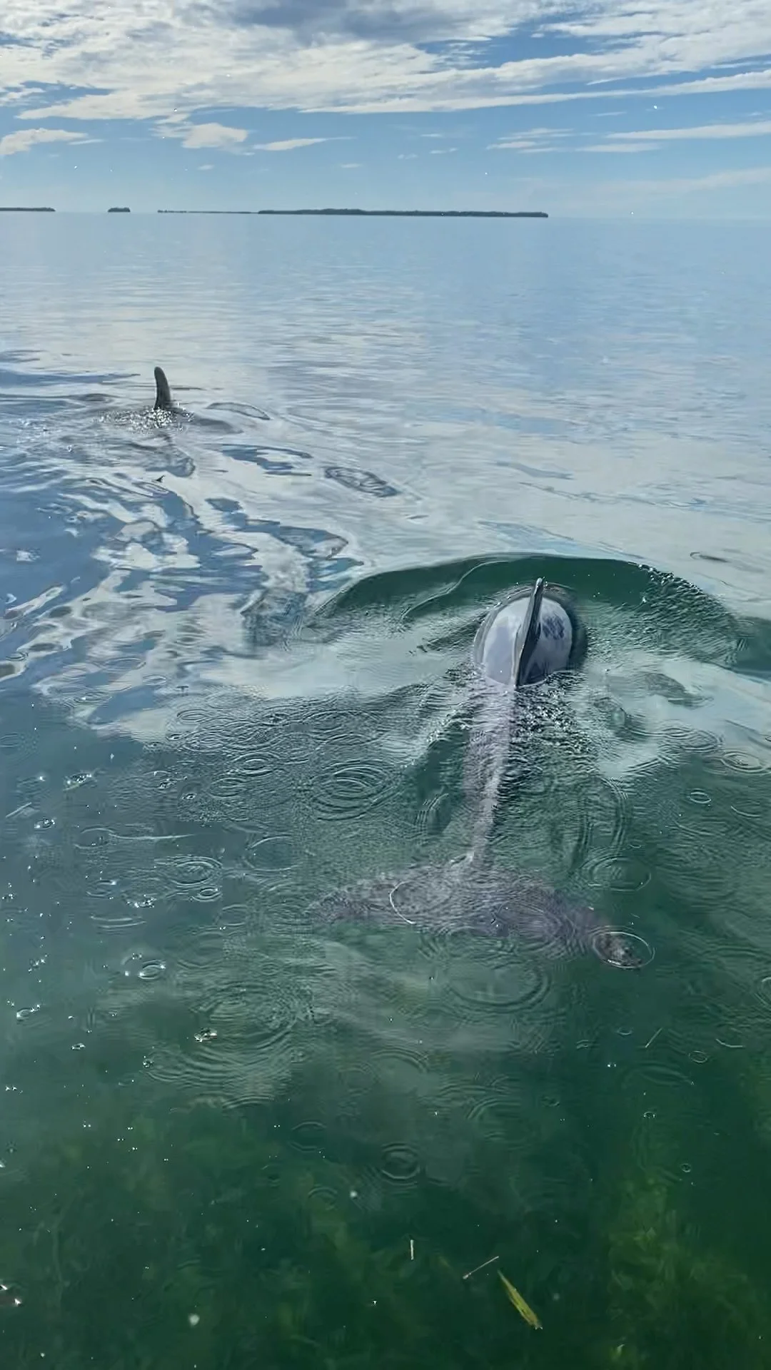 Dolphin Tour Key West | Salty Soul Charters