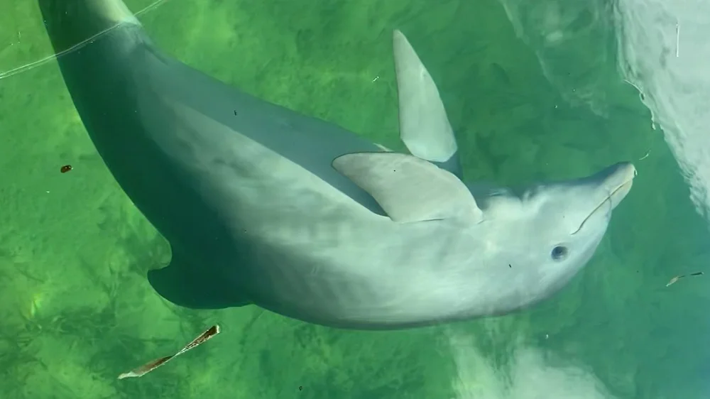 Dolphin Tour Key West | Salty Soul Charters