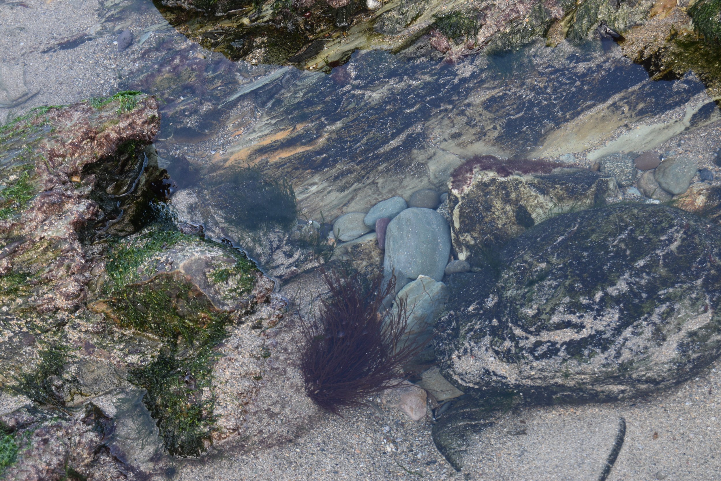 Paint Along Day Workshops — Learning to Paint with Alison C. Board