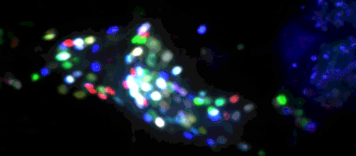 Biological & Computational Tools — Yemini Lab