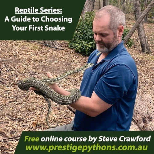 Australian Pythons — Animals Anonymous