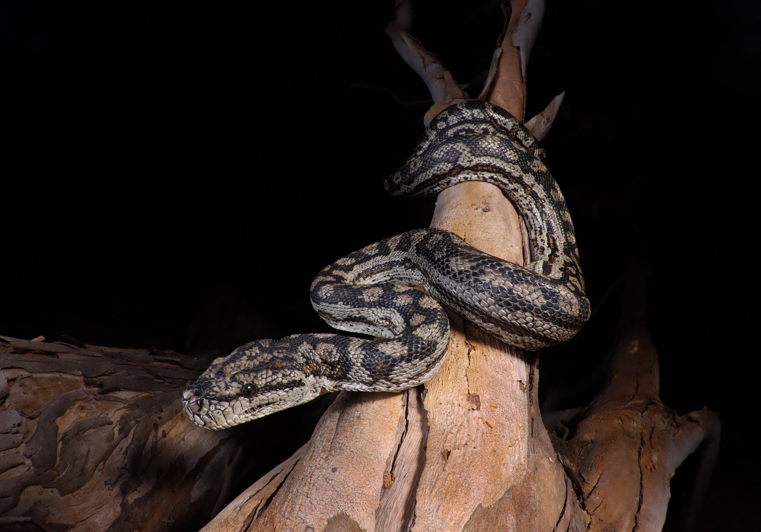 Murray-darling Carpet Python — Animals Anonymous