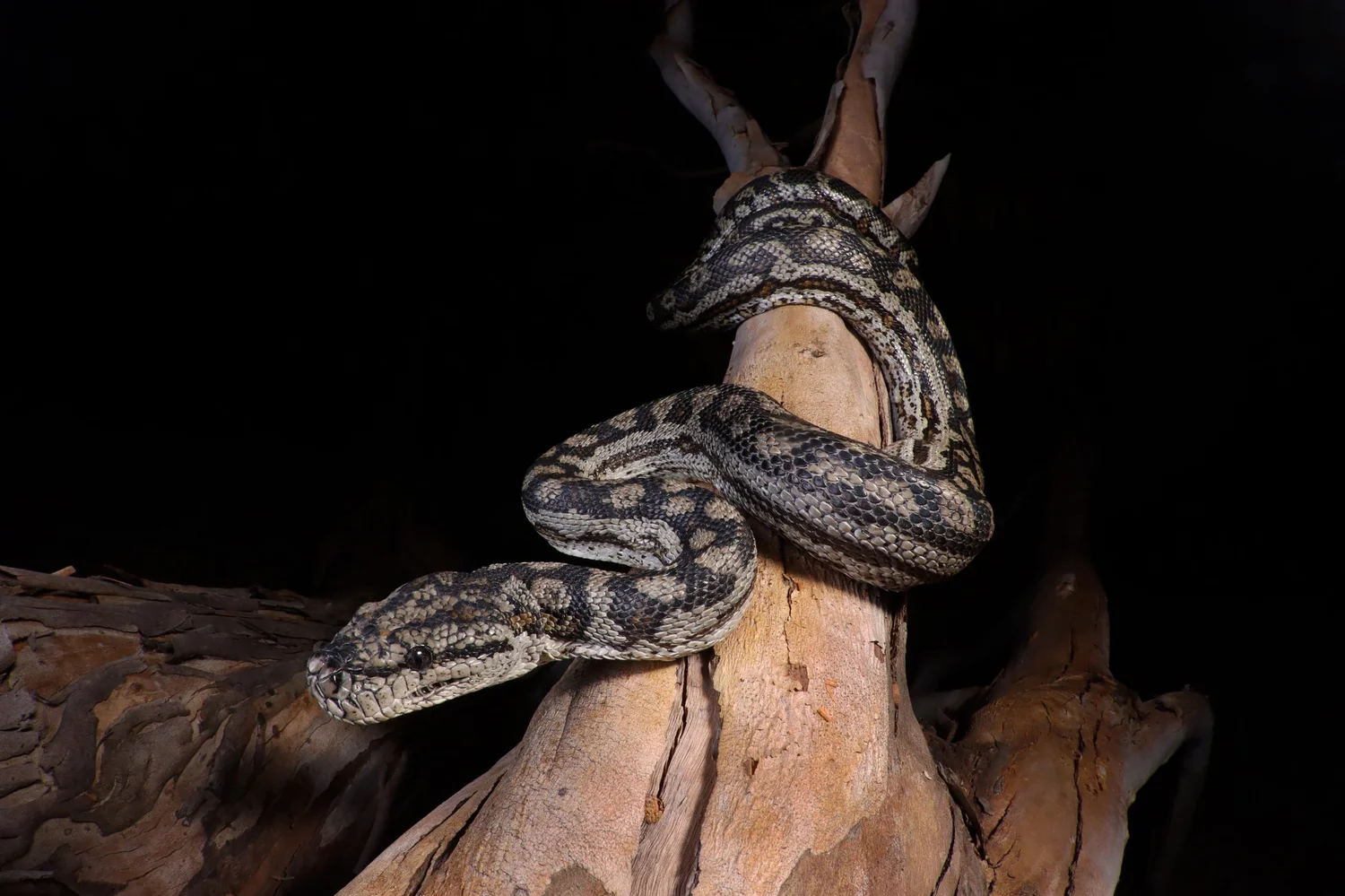 Murray Darling Carpet Pythons — Animals Anonymous