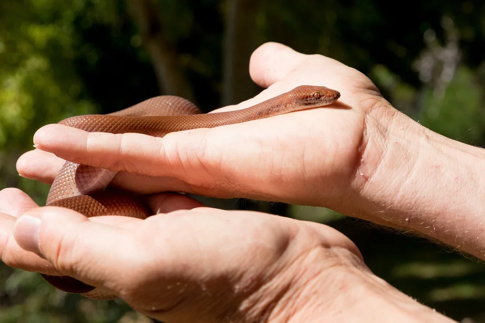 Australian Pythons — Animals Anonymous