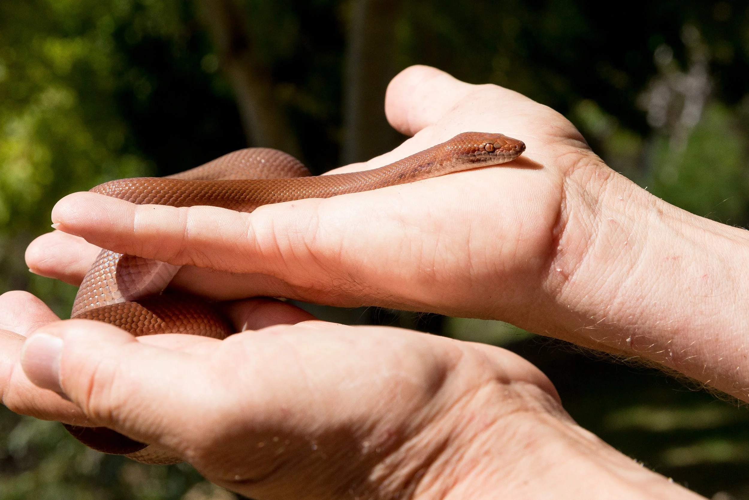 Australian Pythons — Animals Anonymous