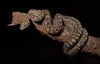 Murray-darling Carpet Python — Animals Anonymous