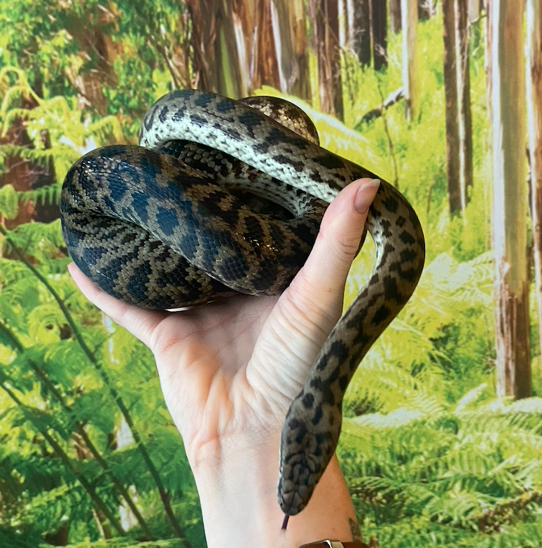 Australian Pythons | Explore Australian Pythons – Book a Encounter ...