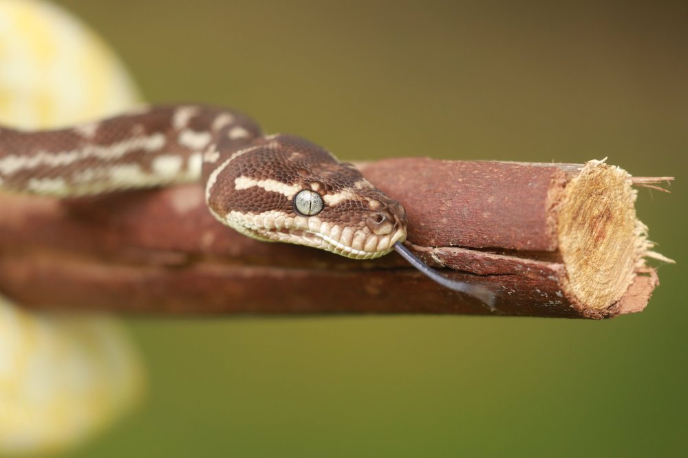 Australian Pythons | Explore Australian Pythons – Book a Encounter ...