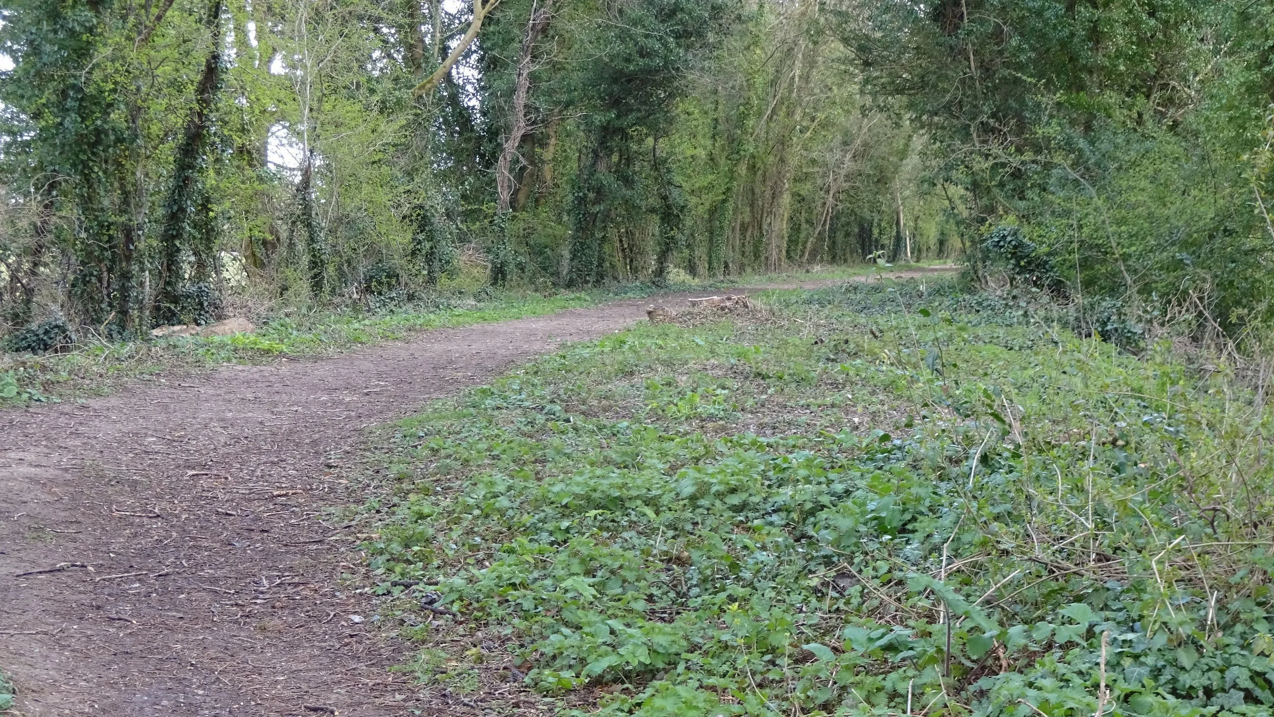 Watercress Way Volunteering: December brushcutting and route ...