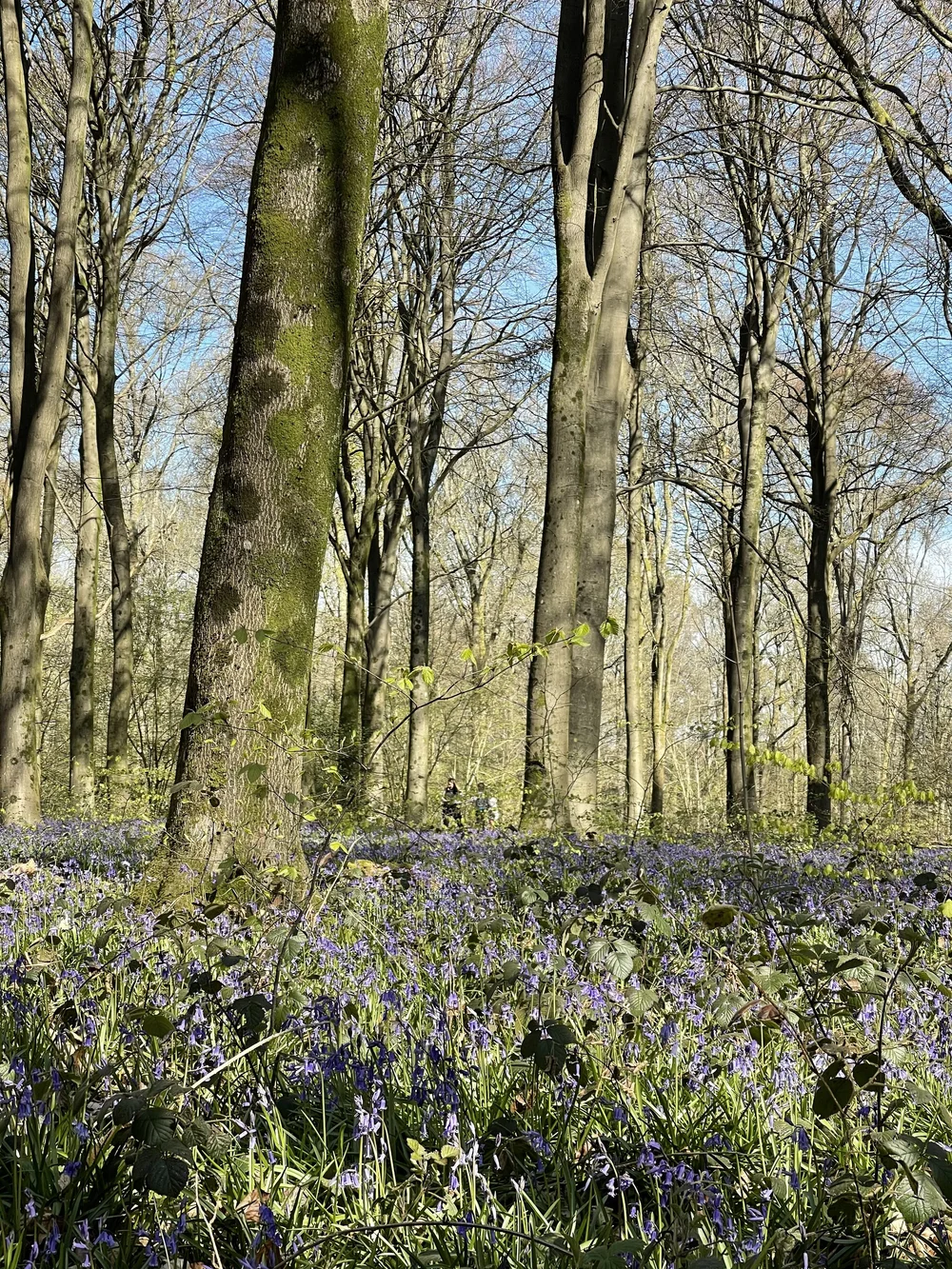 Walks — The Watercress Way