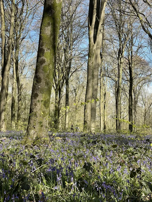 Walks — The Watercress Way