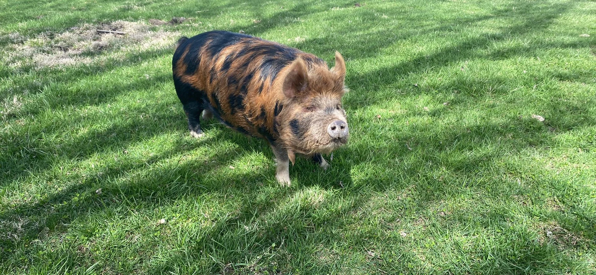 KuneKune Pigs — Vanity Farms
