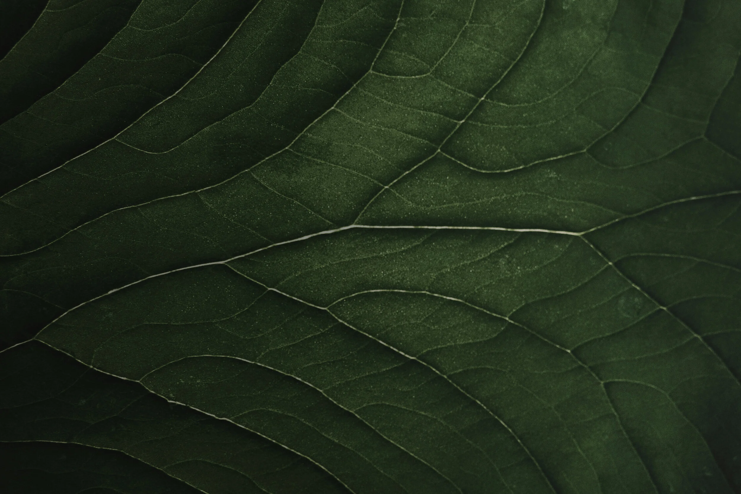 Brands — Avant Brands