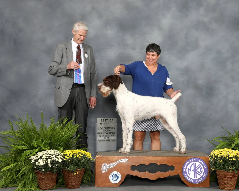 Photos — Craftsman German Wirehaired Pointers
