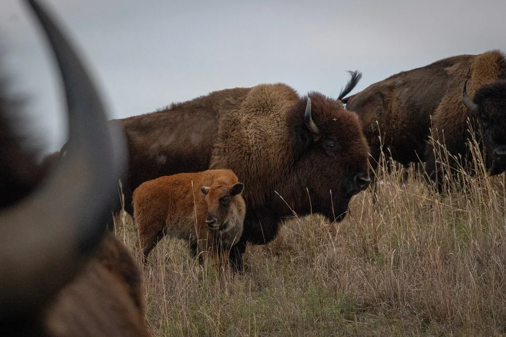 Bison Tours — Golden Prairie Bison