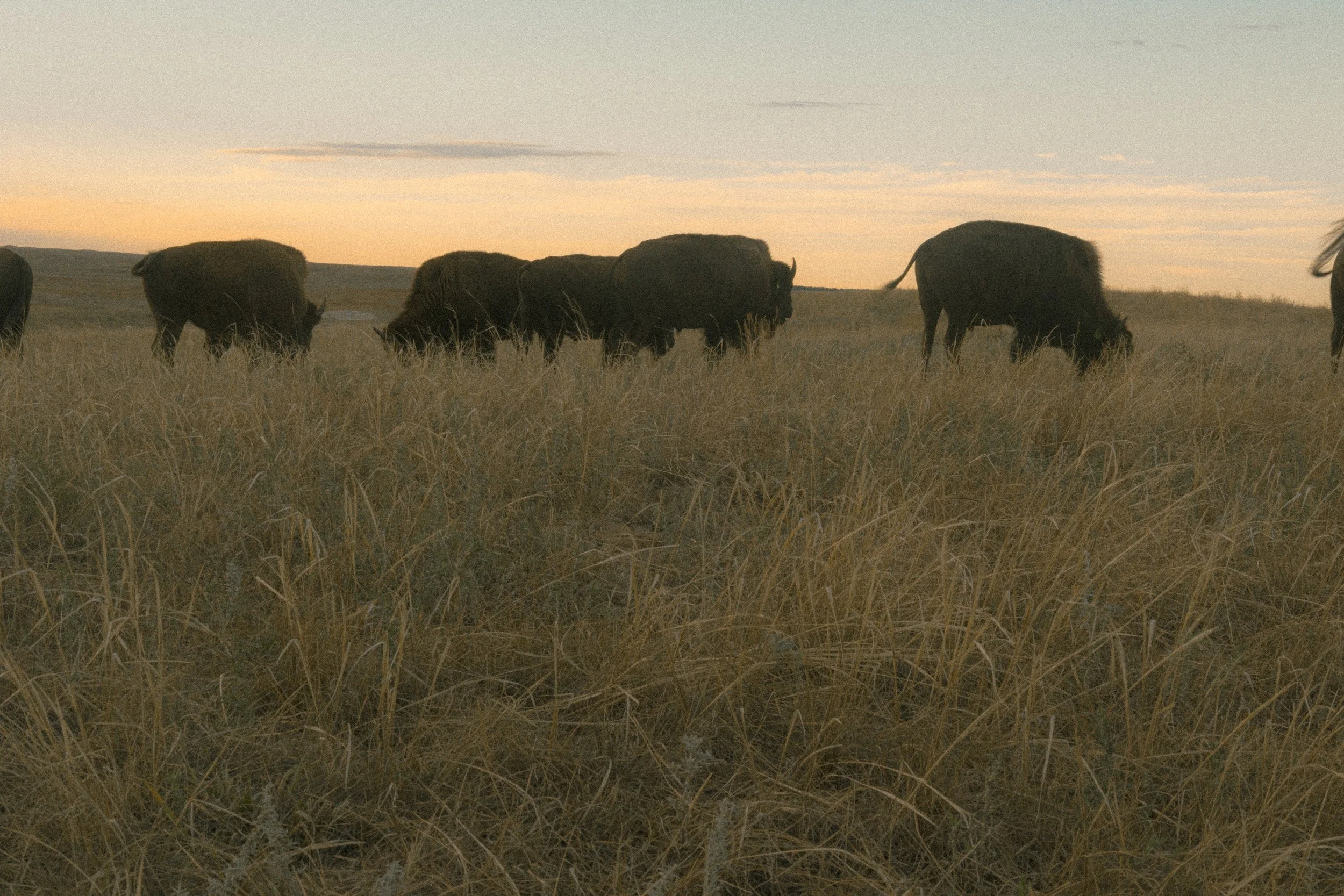 Bison Tours — Golden Prairie Bison
