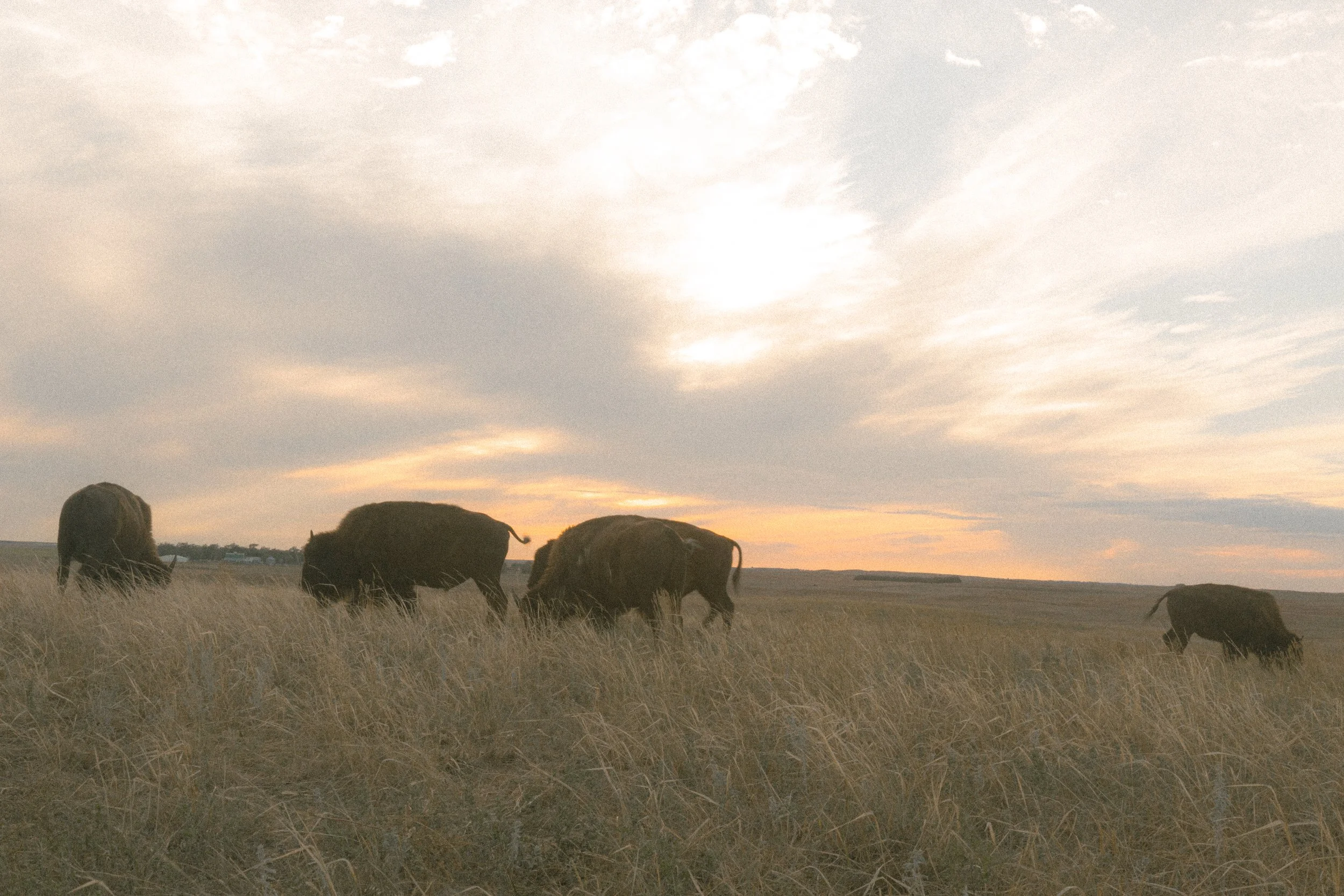 Bison Tours — Golden Prairie Bison