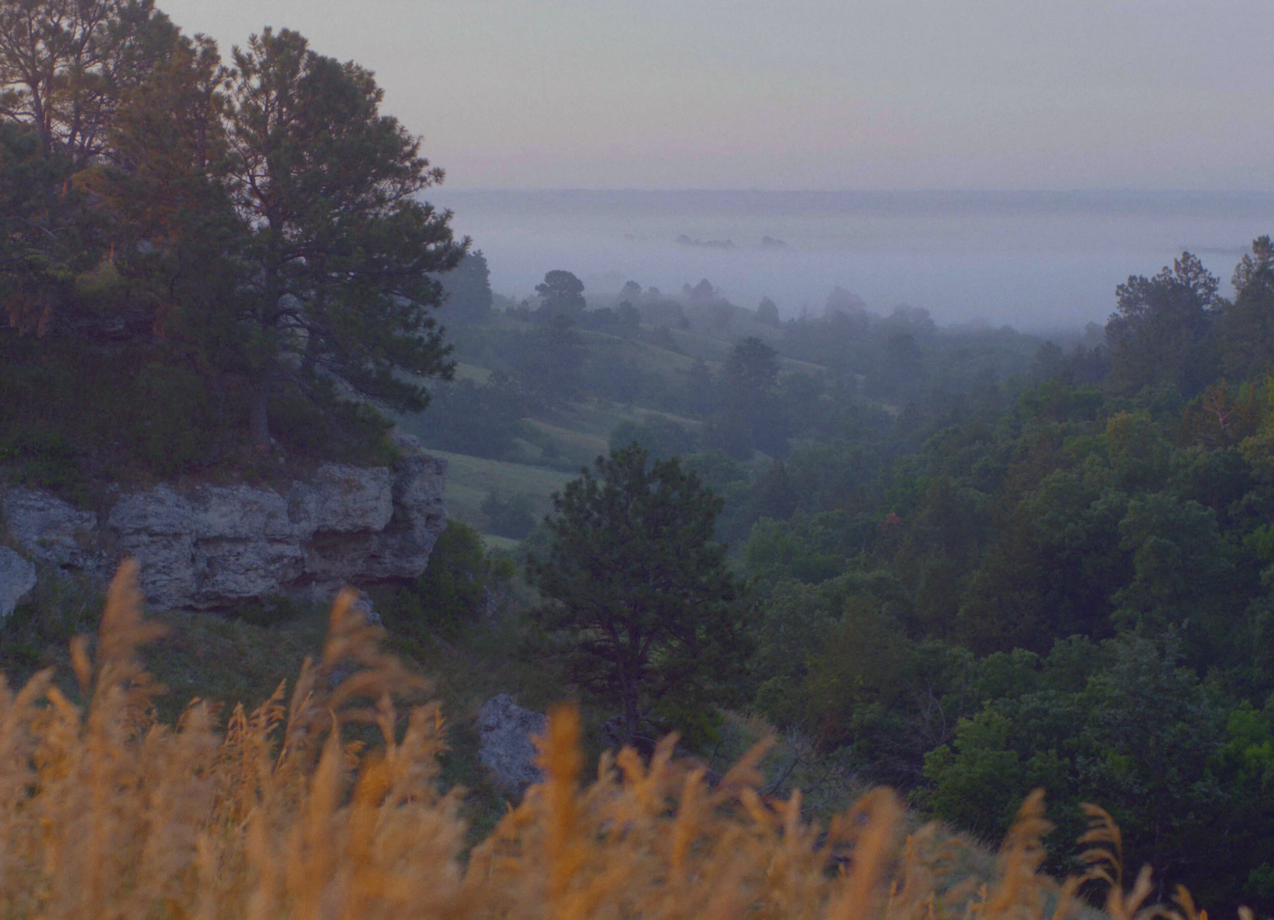 Golden Prairie Bison