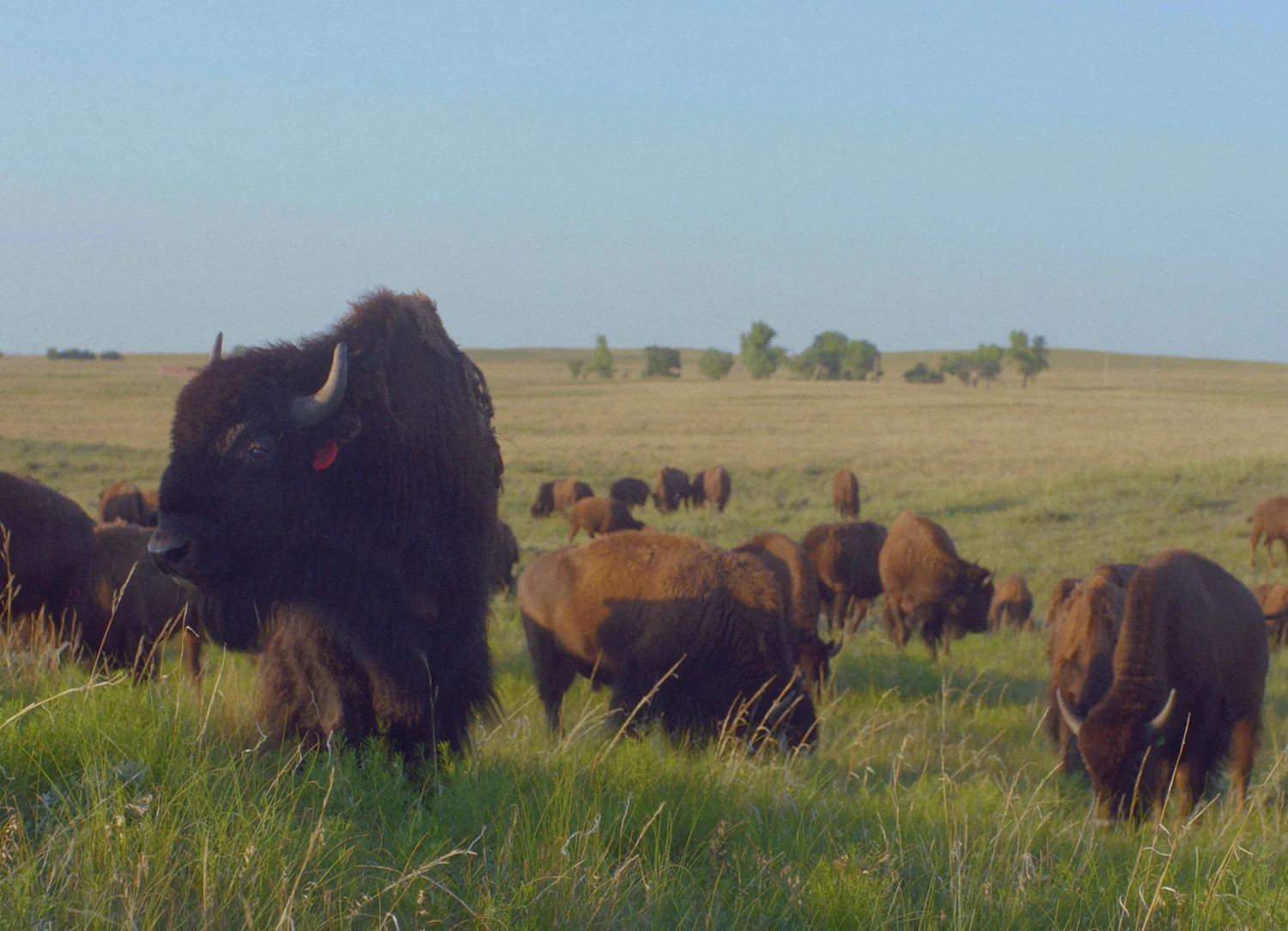 Bison Tours — Golden Prairie Bison