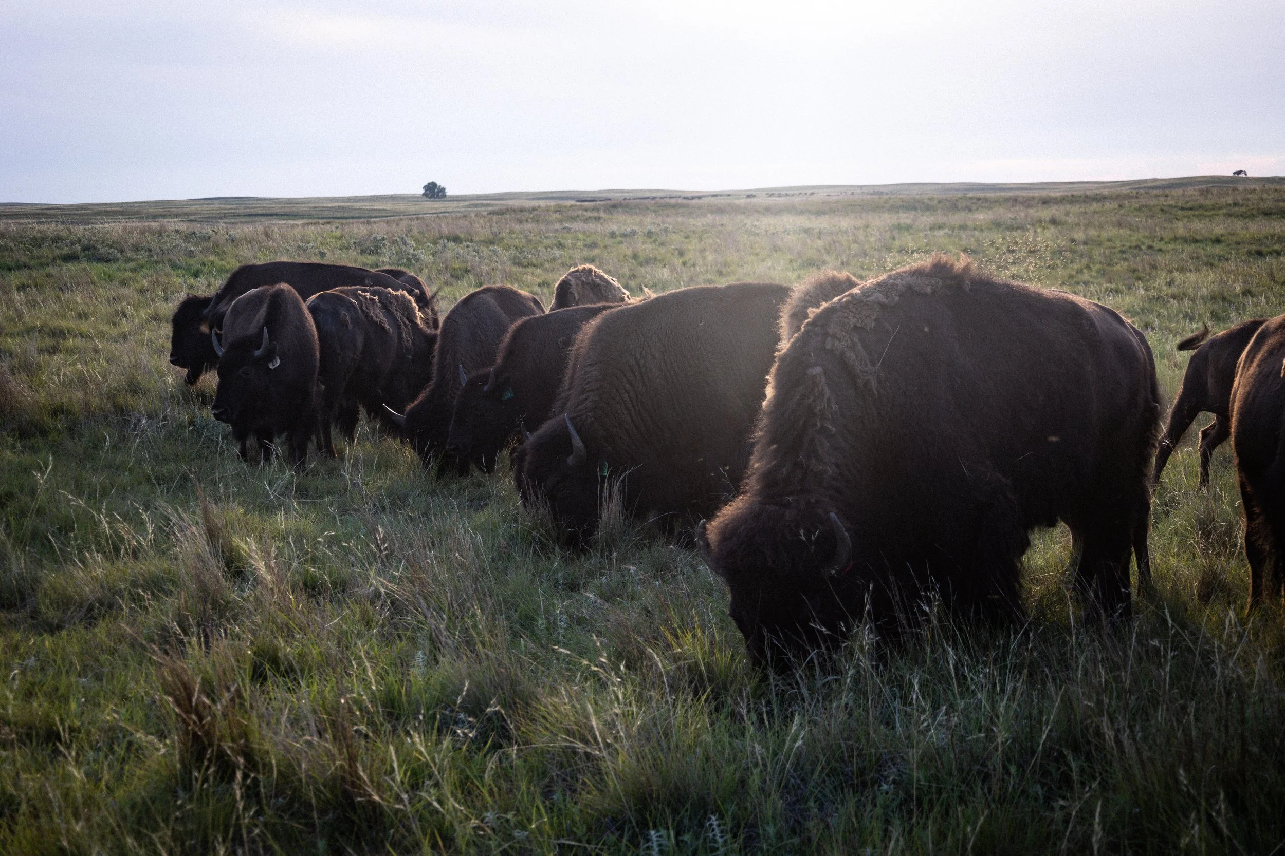Bison Tours — Golden Prairie Bison