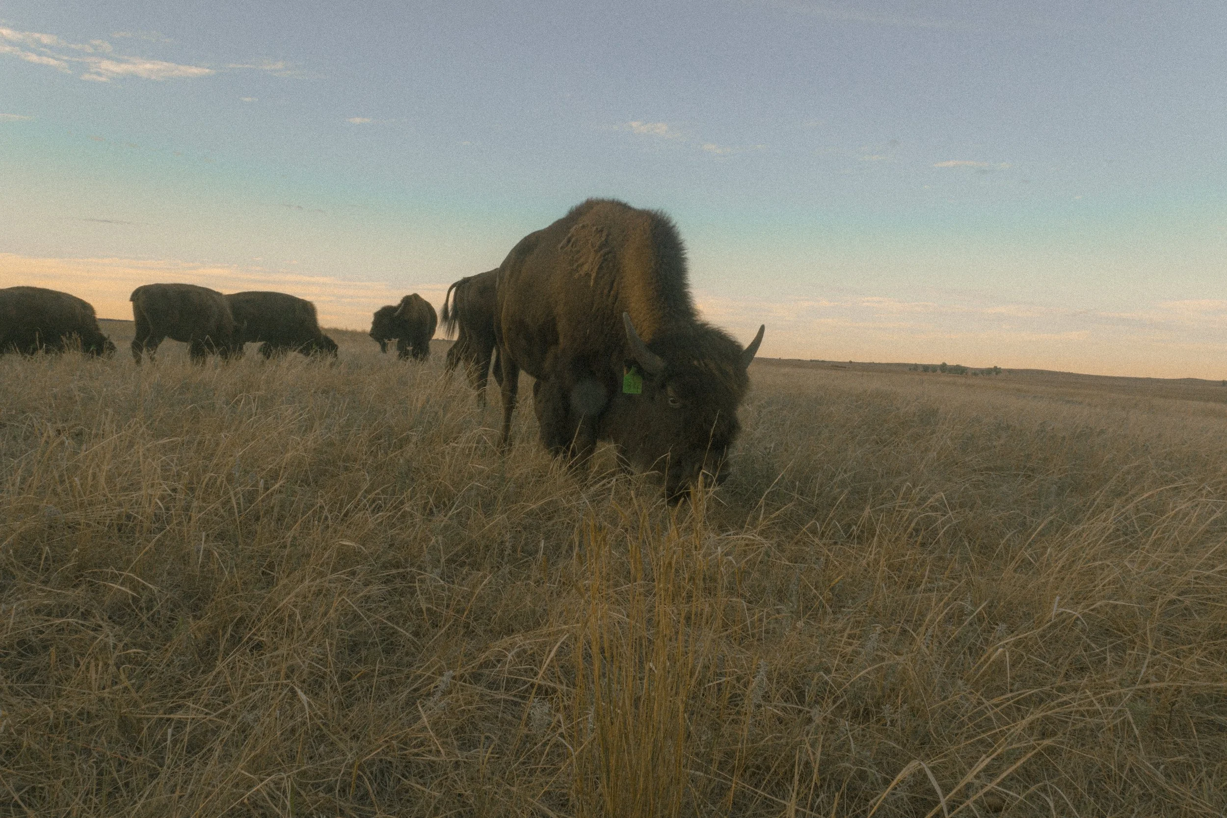 Bison Tours — Golden Prairie Bison