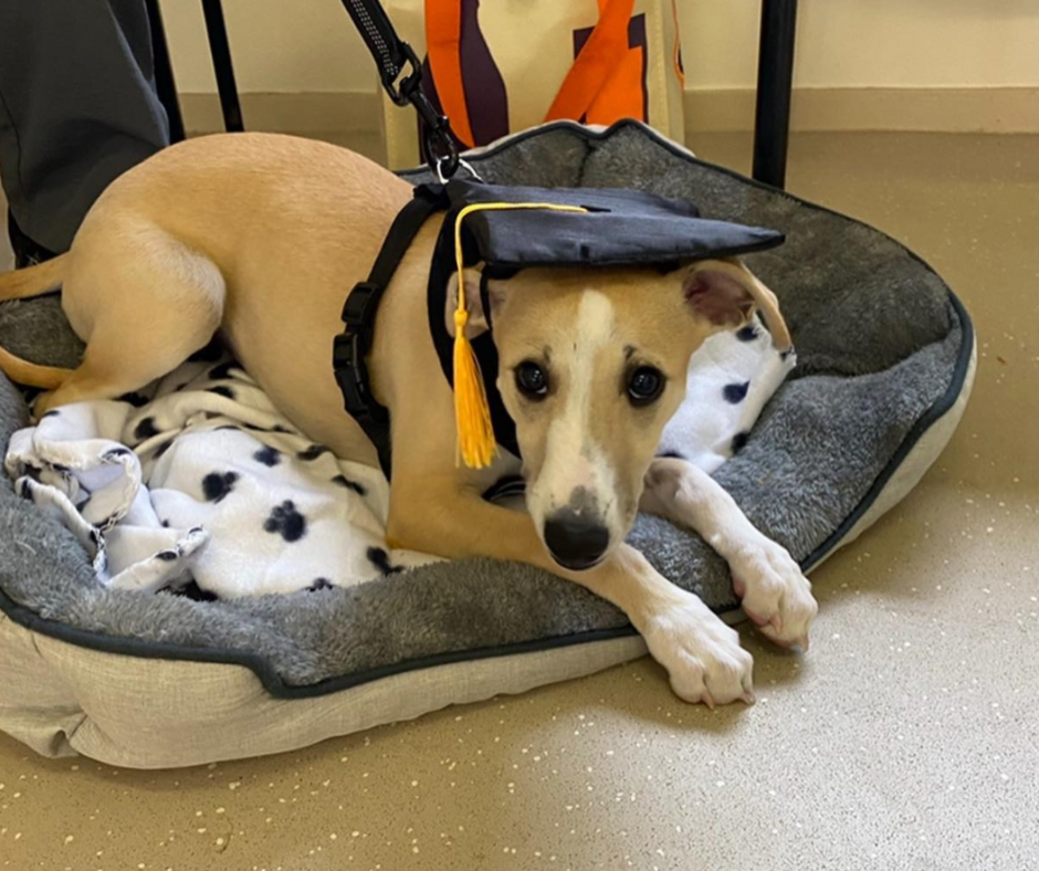 Puppy School And Puppy Training - Doncaster Vet