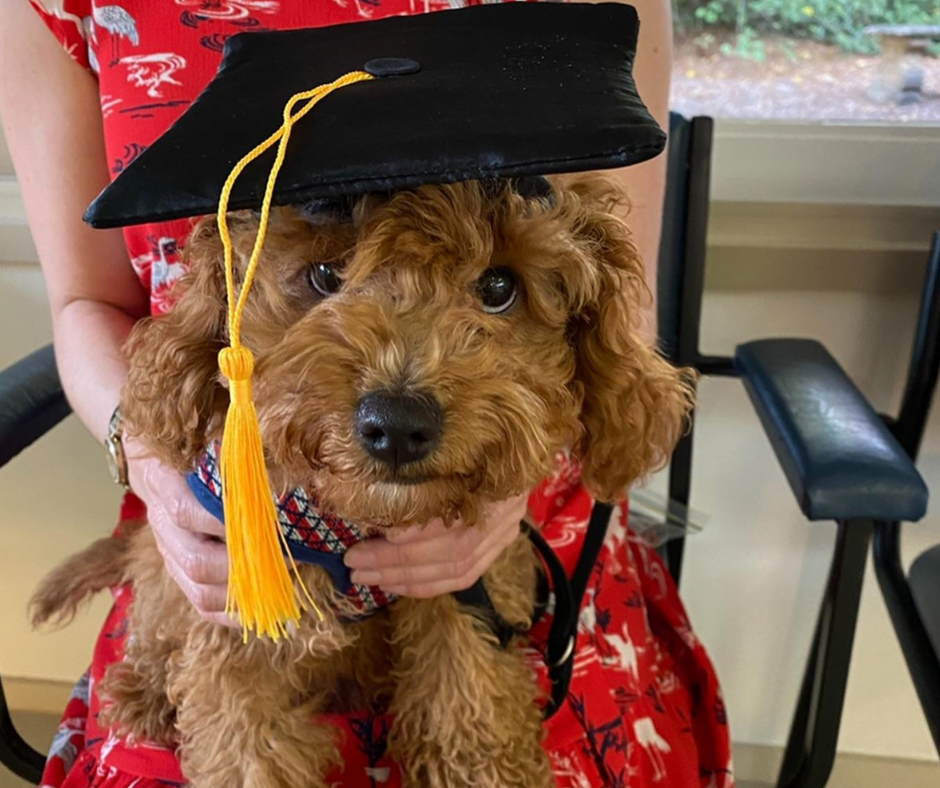 Puppy School And Puppy Training - Doncaster Vet