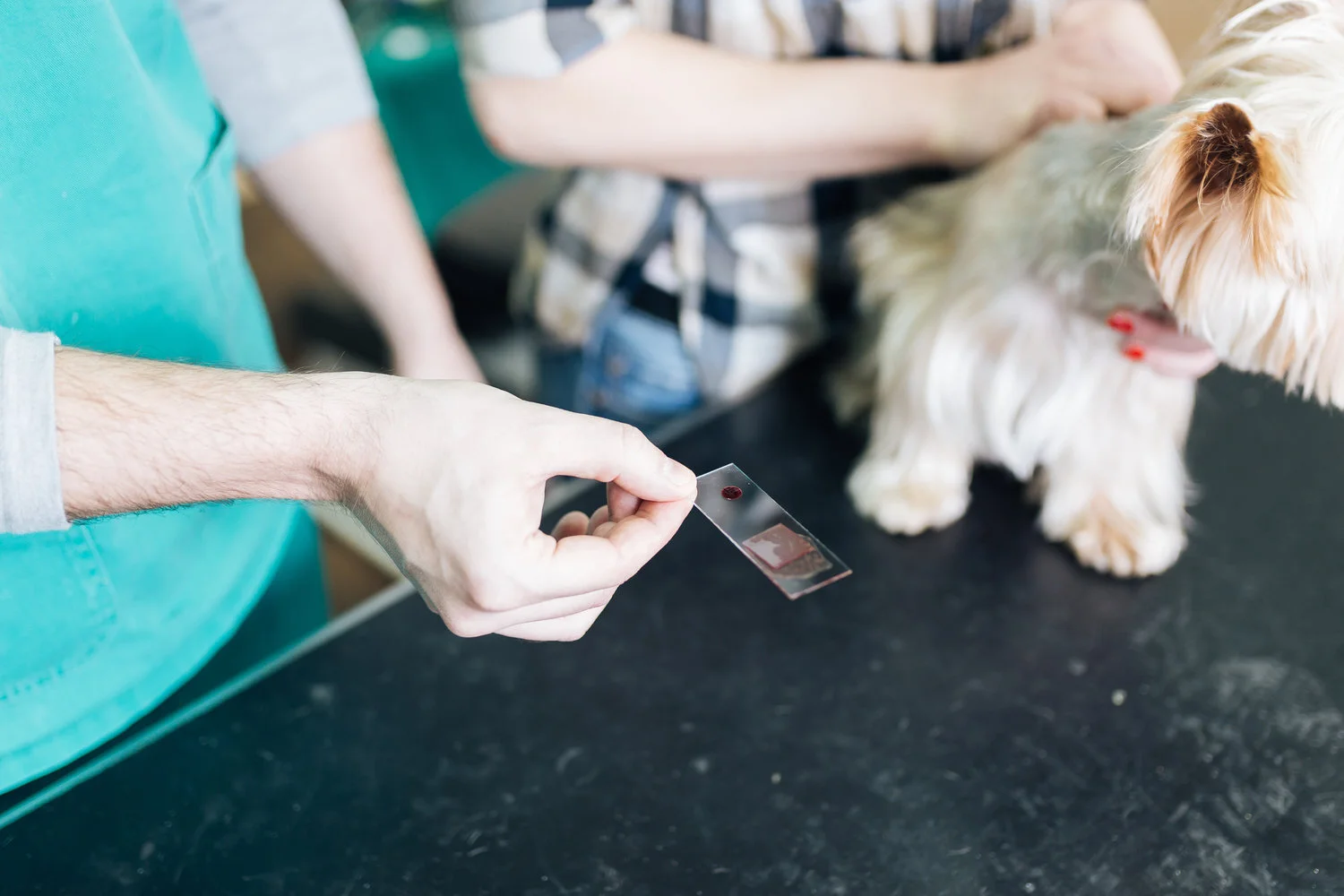 Blood Tests And Pathology Vet Services Doncaster Vet