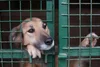 No Kill Shelters Vs Kill Shelters - Doncaster Vet