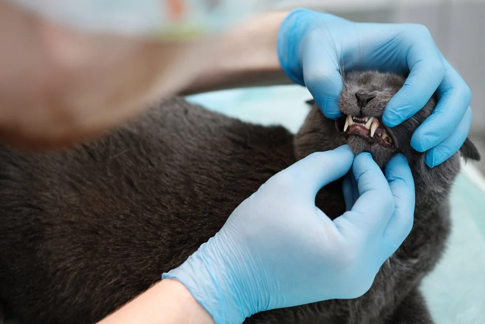 What Happens In A Pet Dental Procedure - Doncaster Vet