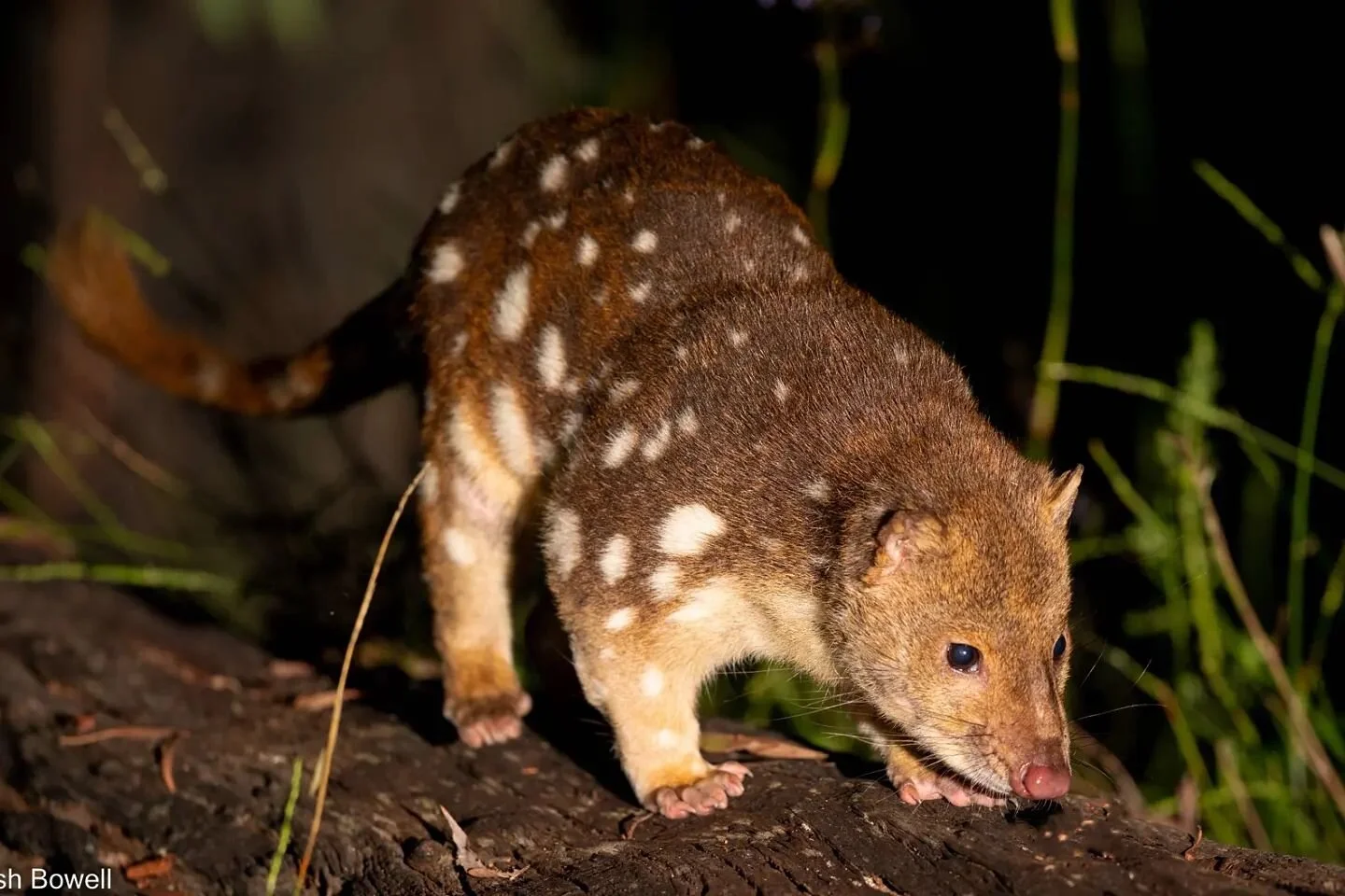 Quoll Headquarters Wildlife Reserve Tenterfield