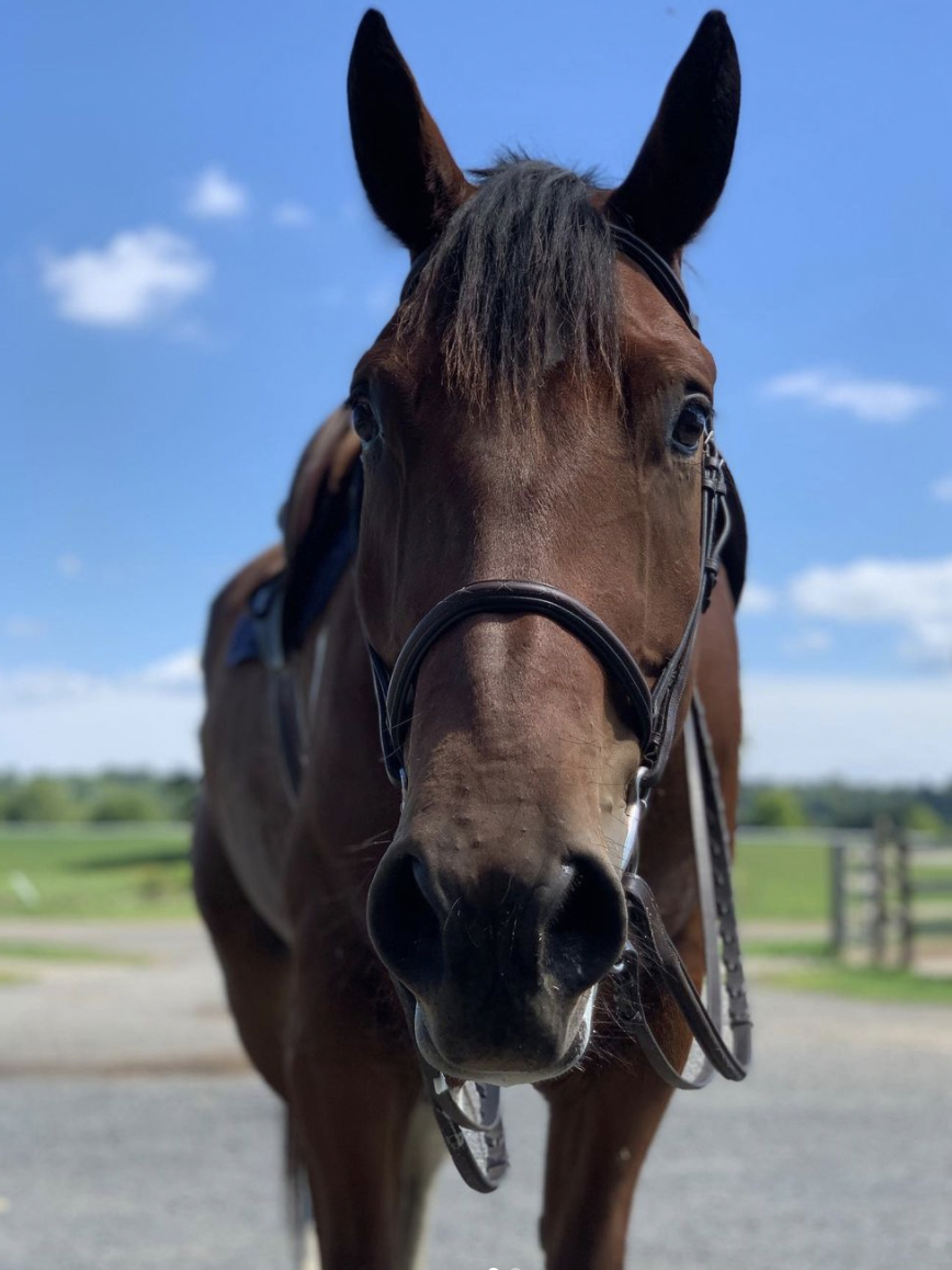 Apparel — UMASS Equestrian Team