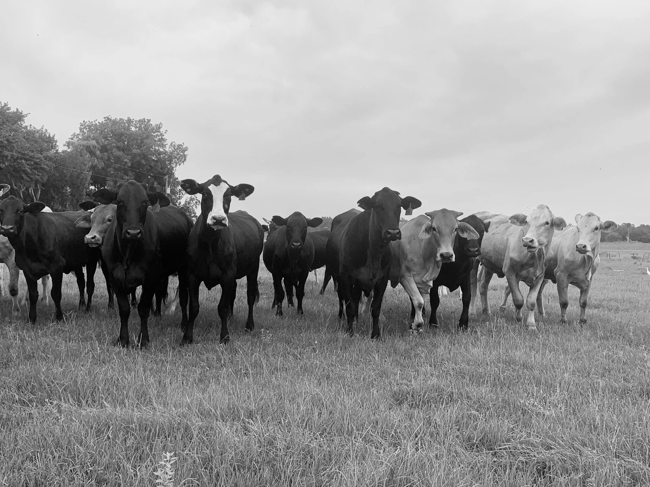 About — HM Cattle Company