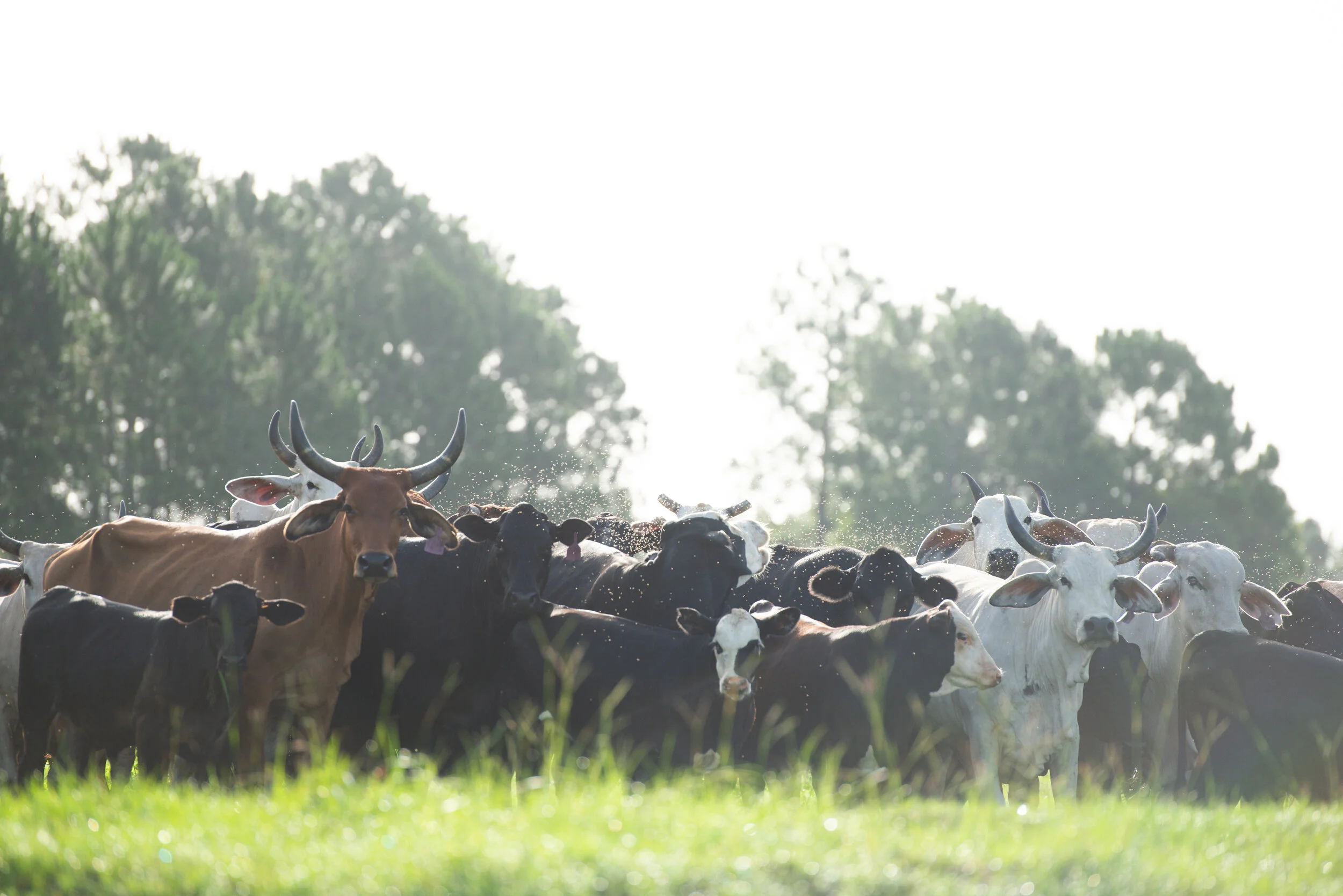 About — HM Cattle Company