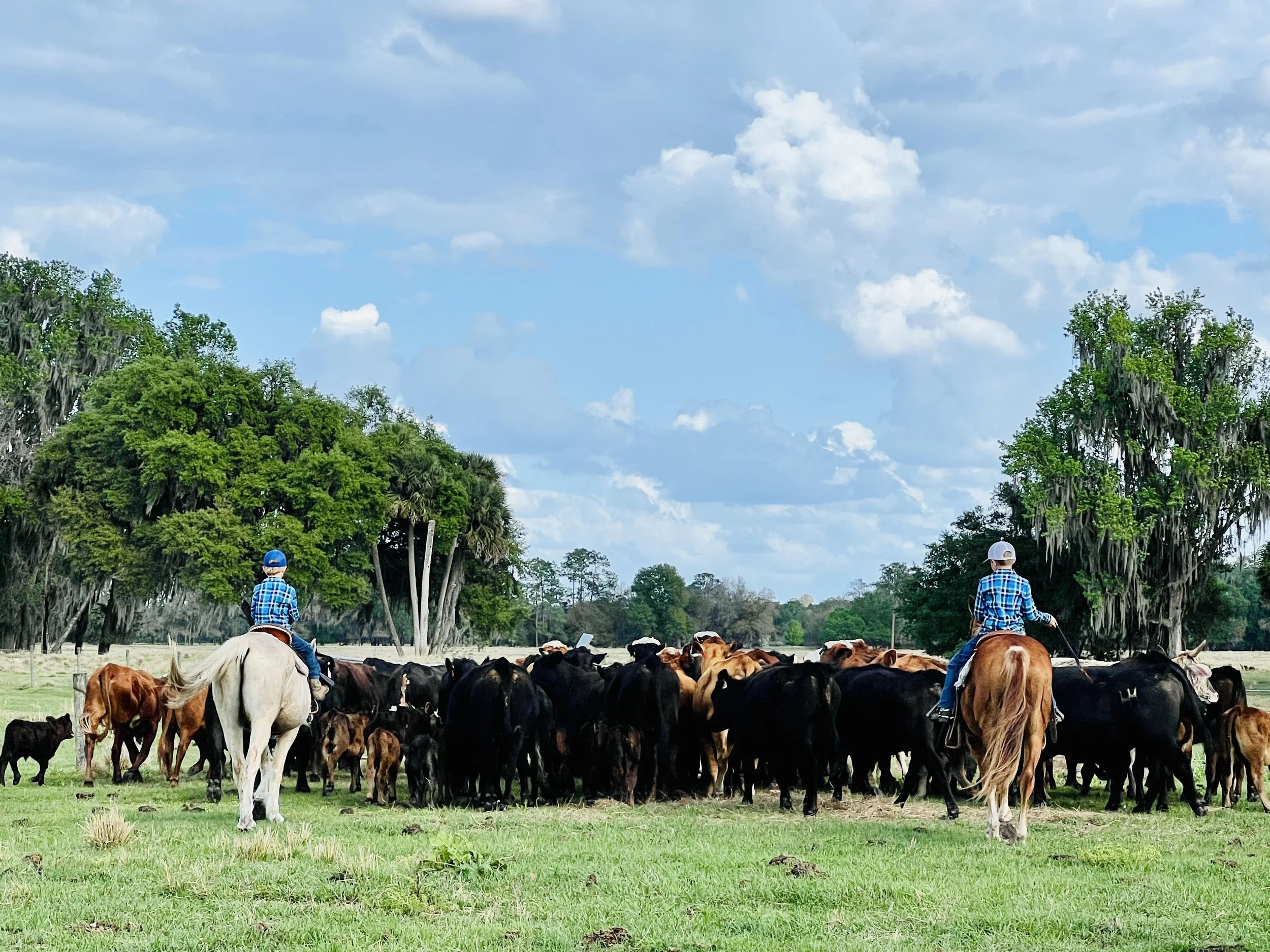 About — HM Cattle Company