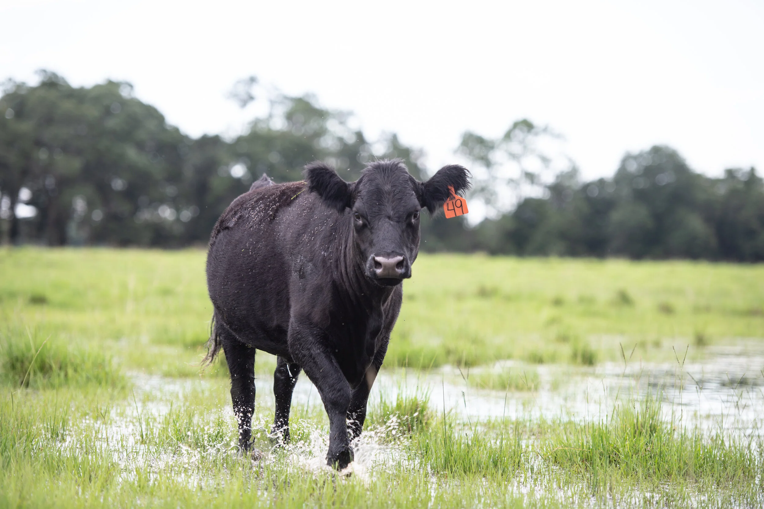 About — HM Cattle Company