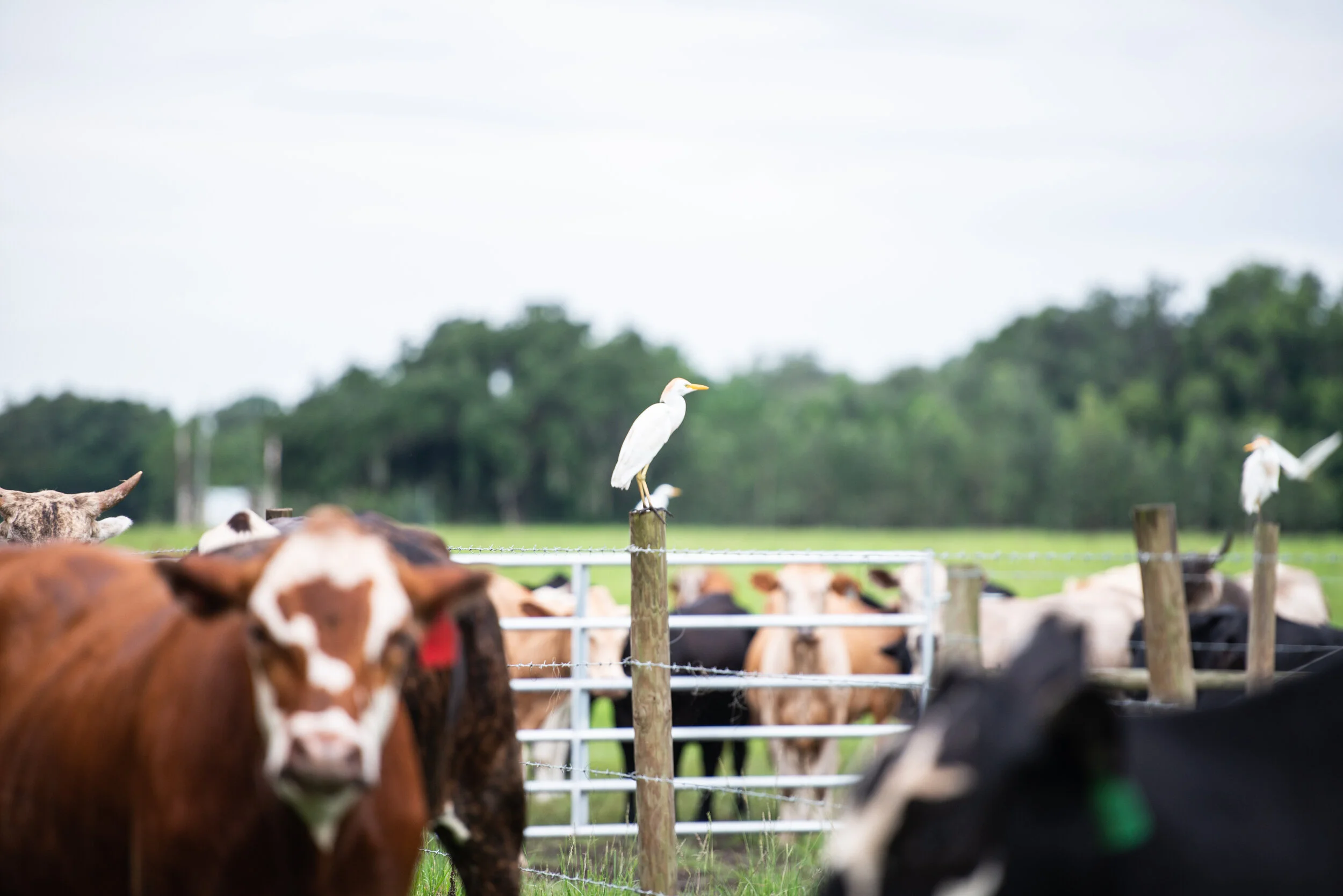 About — HM Cattle Company