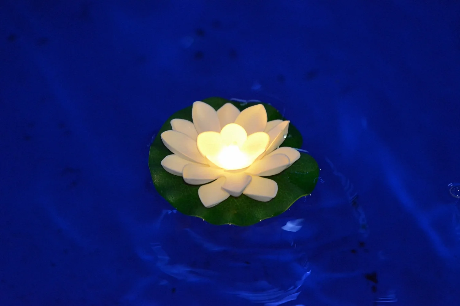 About | Support Survivors Today — ECLI-VIBES