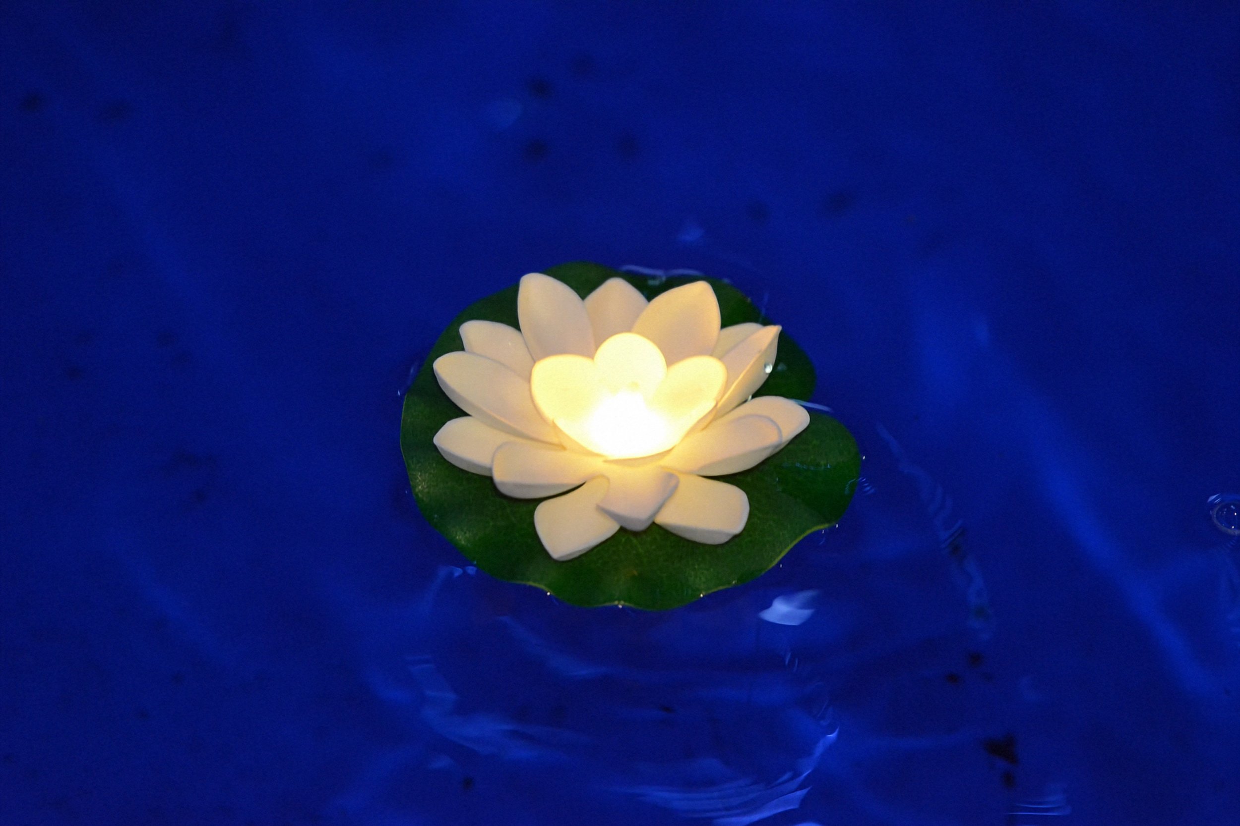 About | Support Survivors Today — ECLI-VIBES