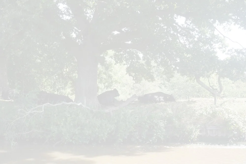 Monocoque Cabin - Rural Sustainable Holiday Home Architects — Markos ...