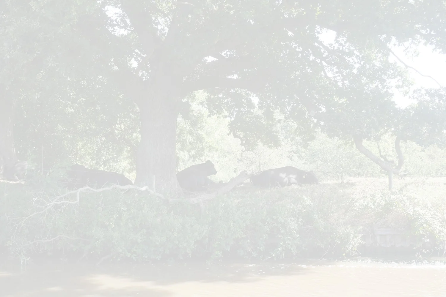 Monocoque Cabin - Rural Sustainable Holiday Home Architects — Eco-Home ...