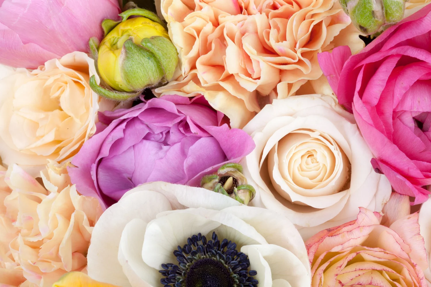 Beautiful Flower Pictures For Facebook Profile | Best Flower Site
