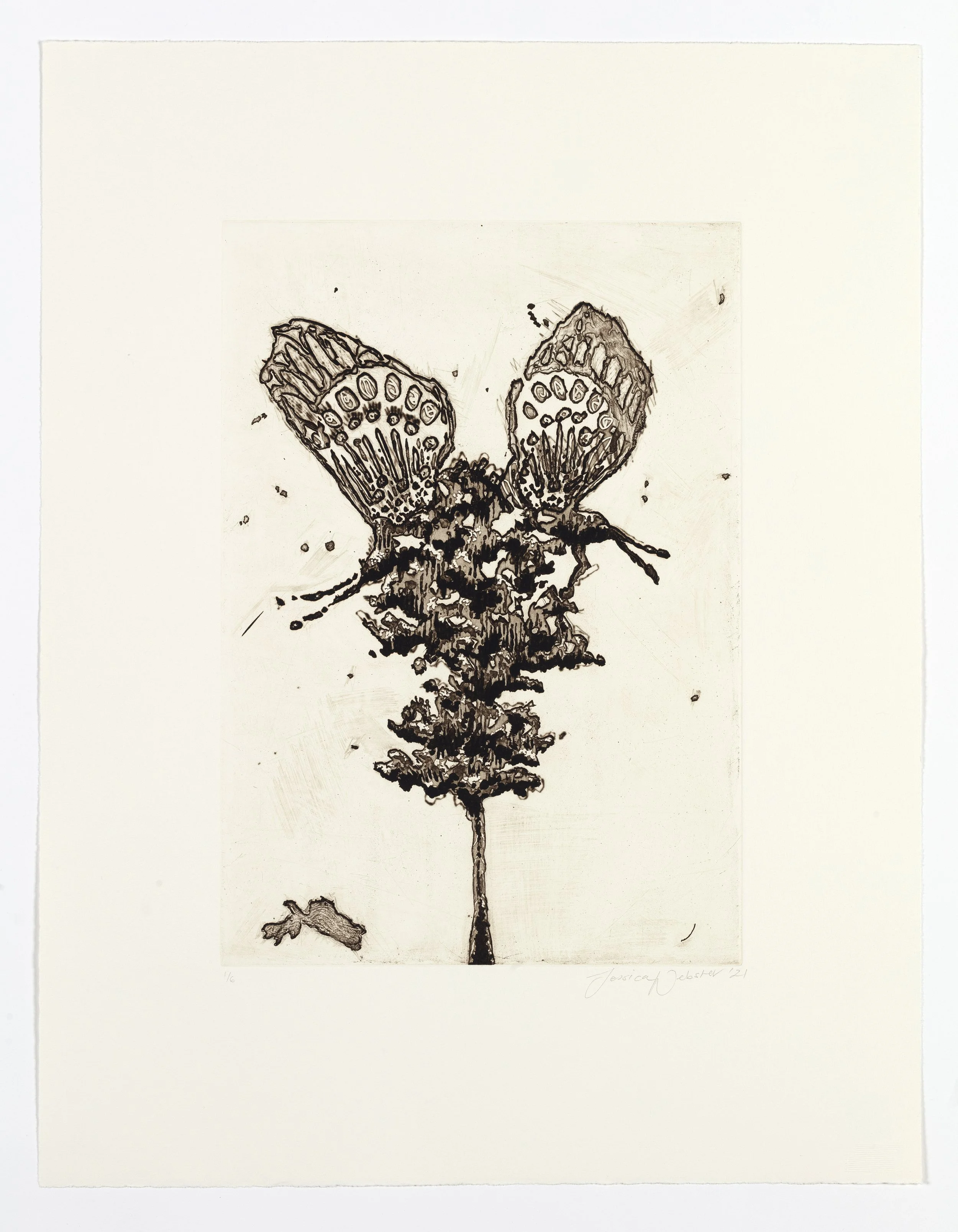 Eleven Editions — bevan de wet